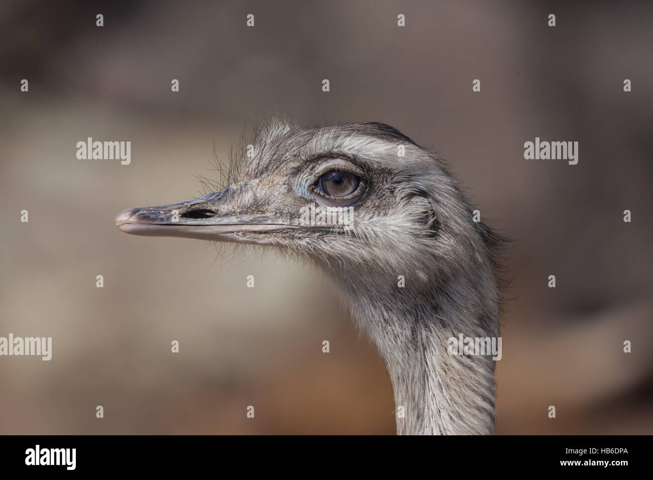Ostrich water hi-res stock photography and images - Alamy
