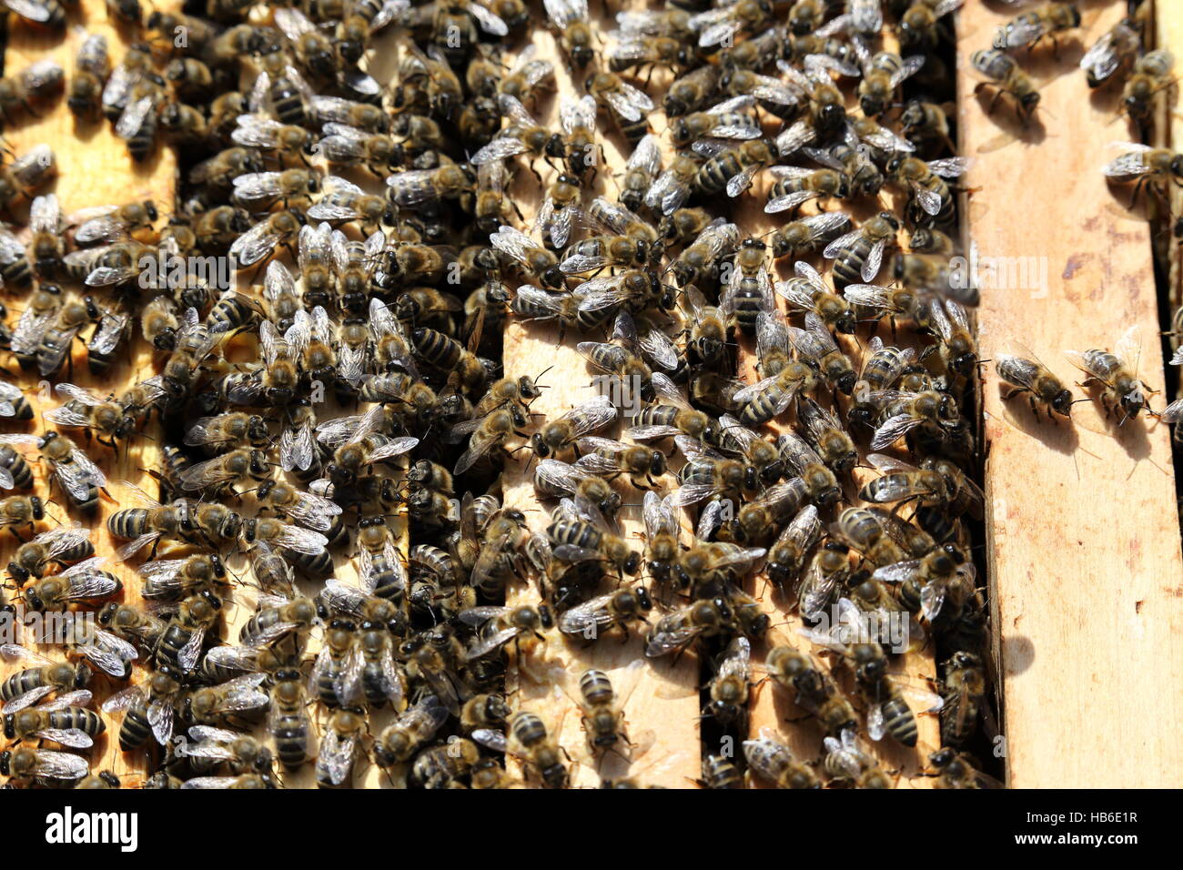 bee hive and many bees Stock Photo - Alamy