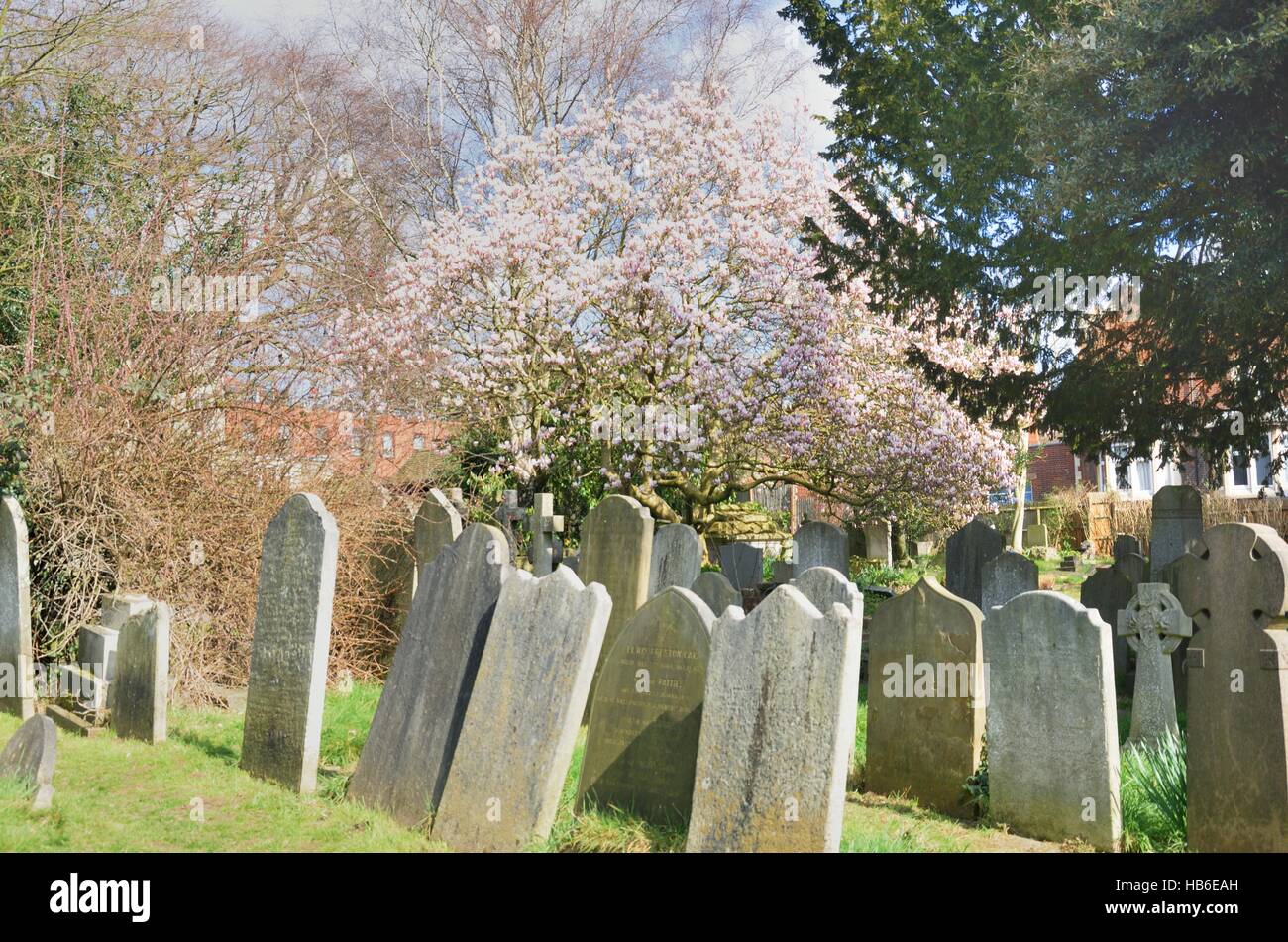 Graveyard with Cherry tree Stock Photo - Alamy
