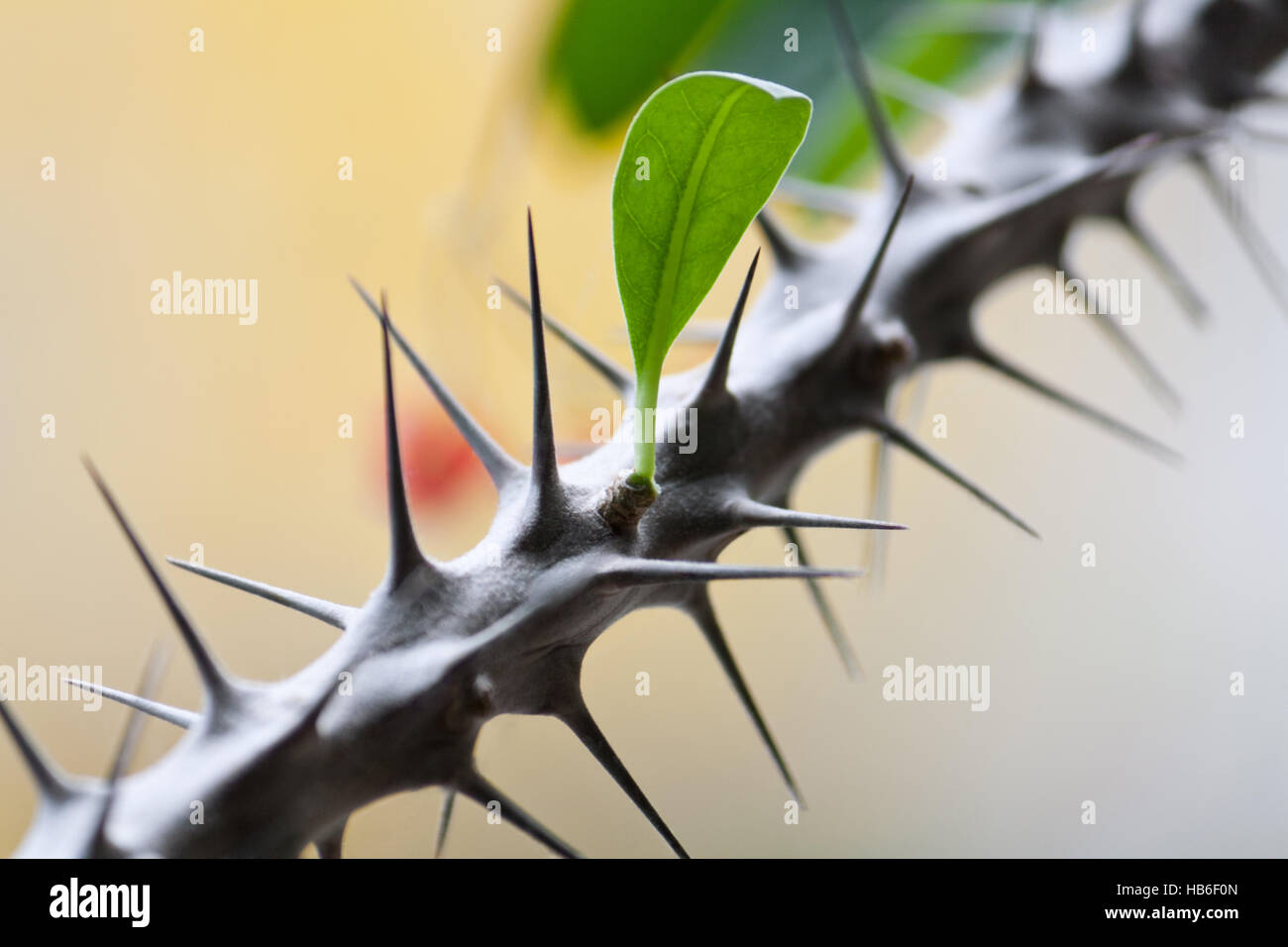 Christ Thorn Stock Photos & Christ Thorn Stock Images - Alamy