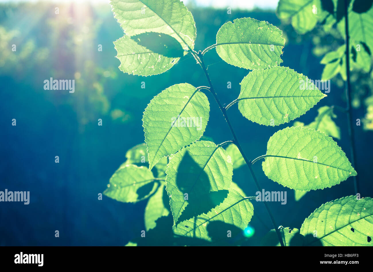 Green filtered leaves hi-res stock photography and images - Alamy