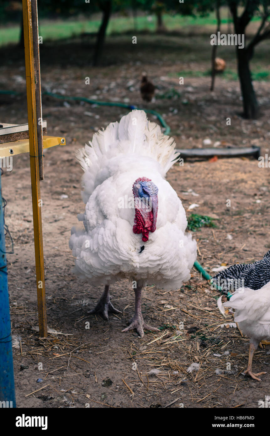 white live turkey animal in farm Stock Photo - Alamy