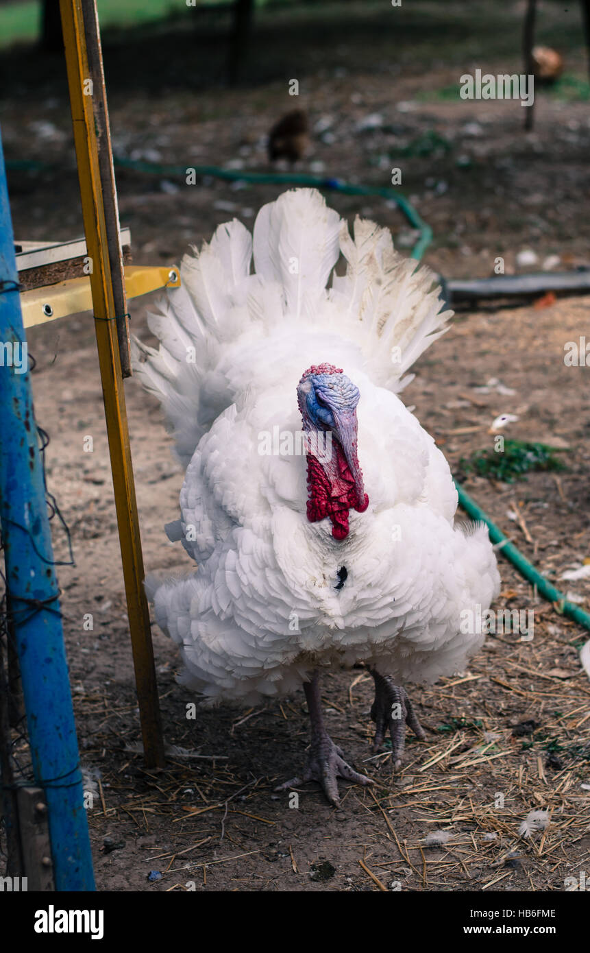 white live turkey animal in farm Stock Photo - Alamy