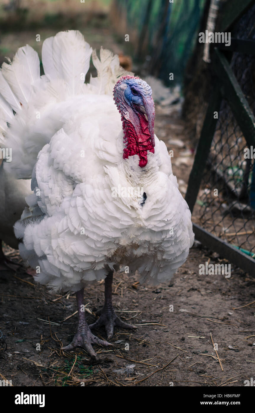 white live turkey animal in farm Stock Photo - Alamy