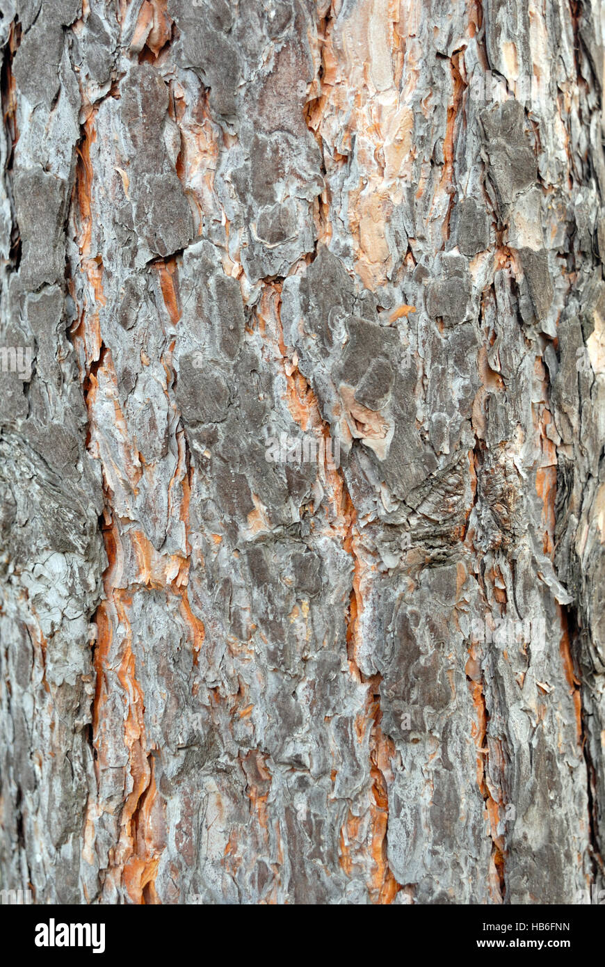 Tree bark. Details. Close up. Texture Stock Photo - Alamy