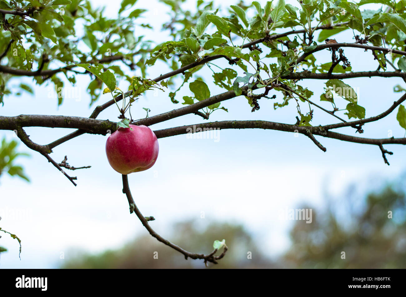 red apple in tree in autumn time Stock Photo - Alamy
