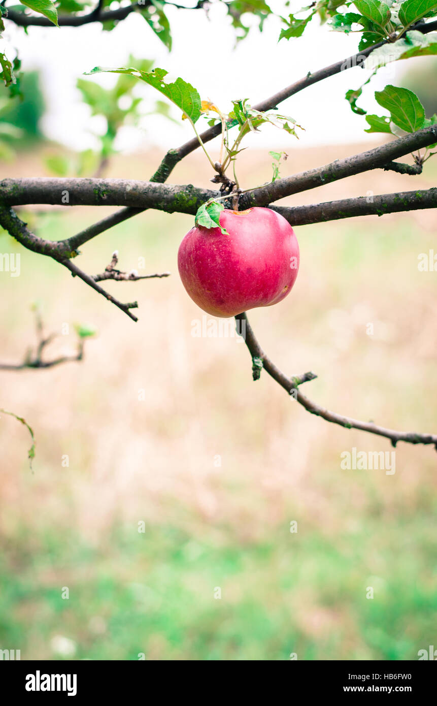 red apple in tree in autumn time Stock Photo - Alamy