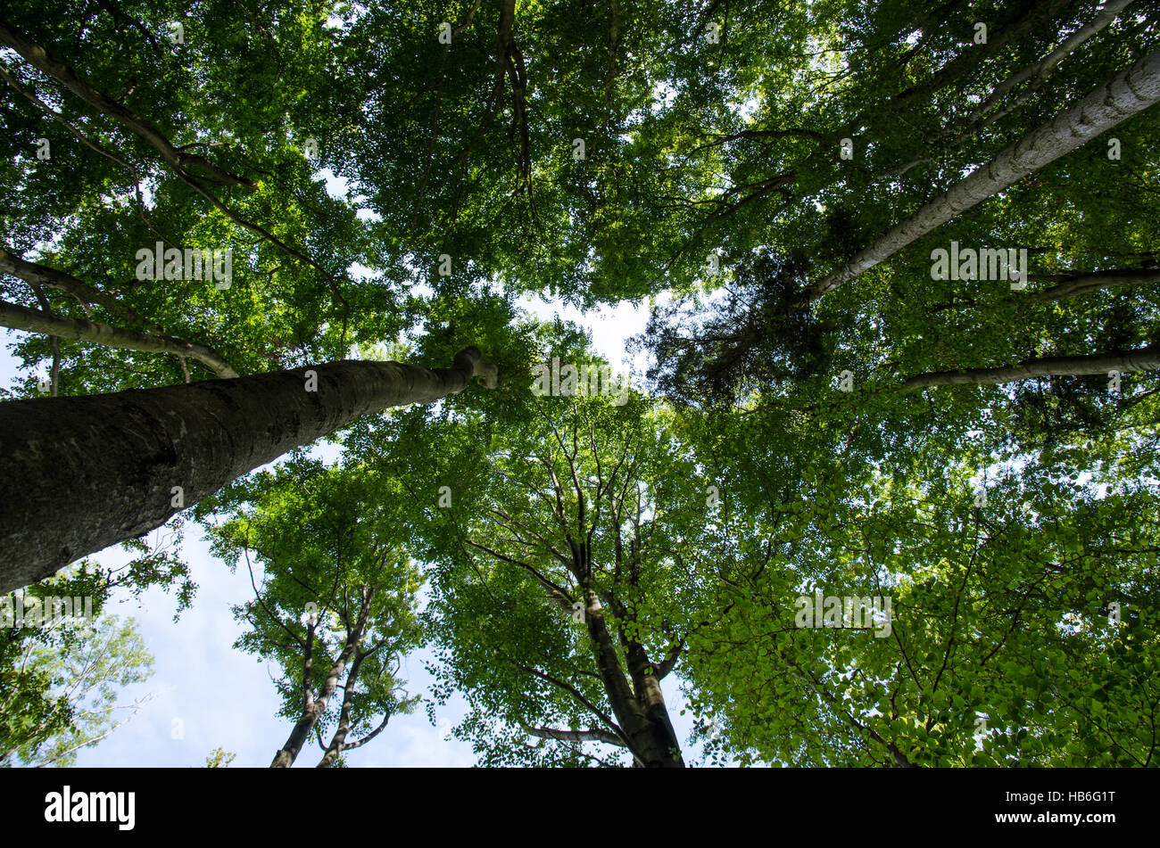 green tops of trees and sky Stock Photo - Alamy