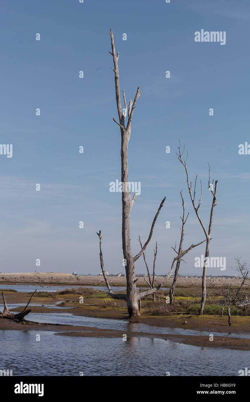 Dead trees stand tall and stark Stock Photo - Alamy