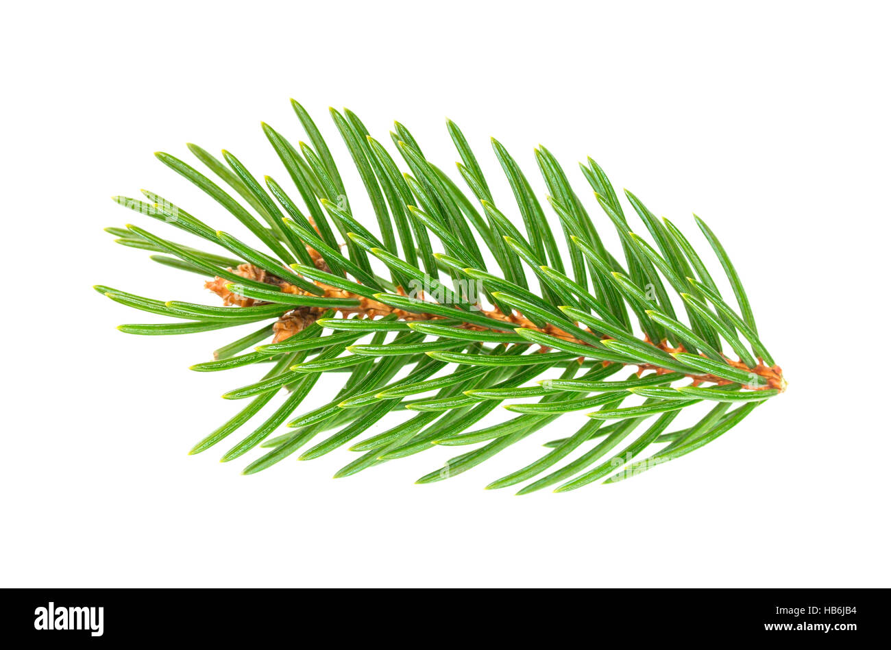 Fir tree branch isolated on white background Stock Photo - Alamy