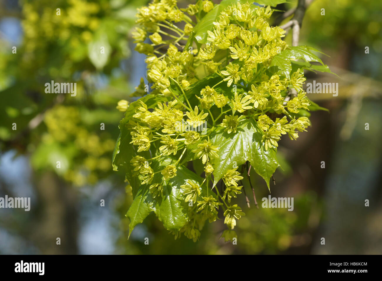 Acer platanoides, Norway maple Stock Photo - Alamy