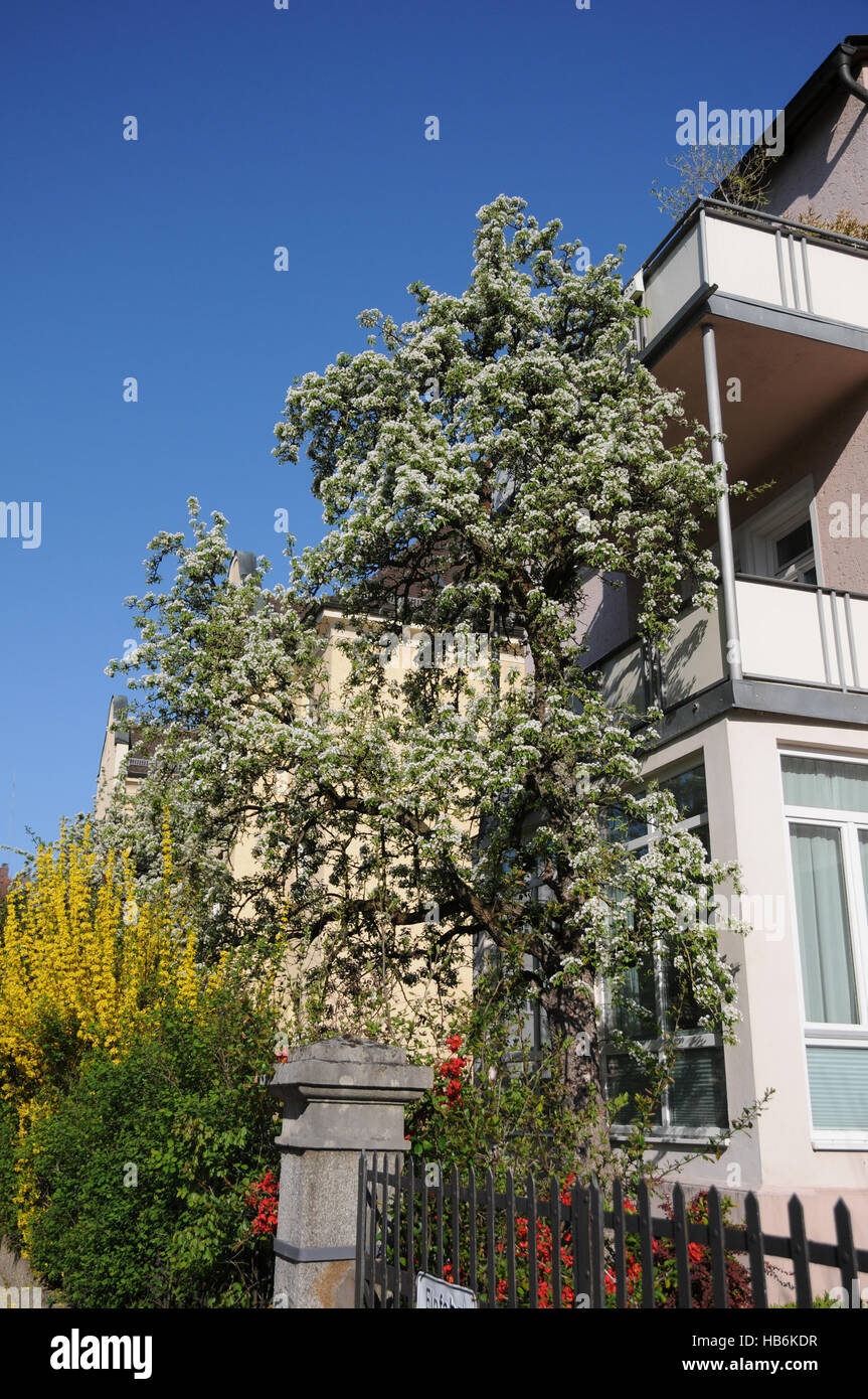 Pyrus communis, Pear tree Stock Photo - Alamy