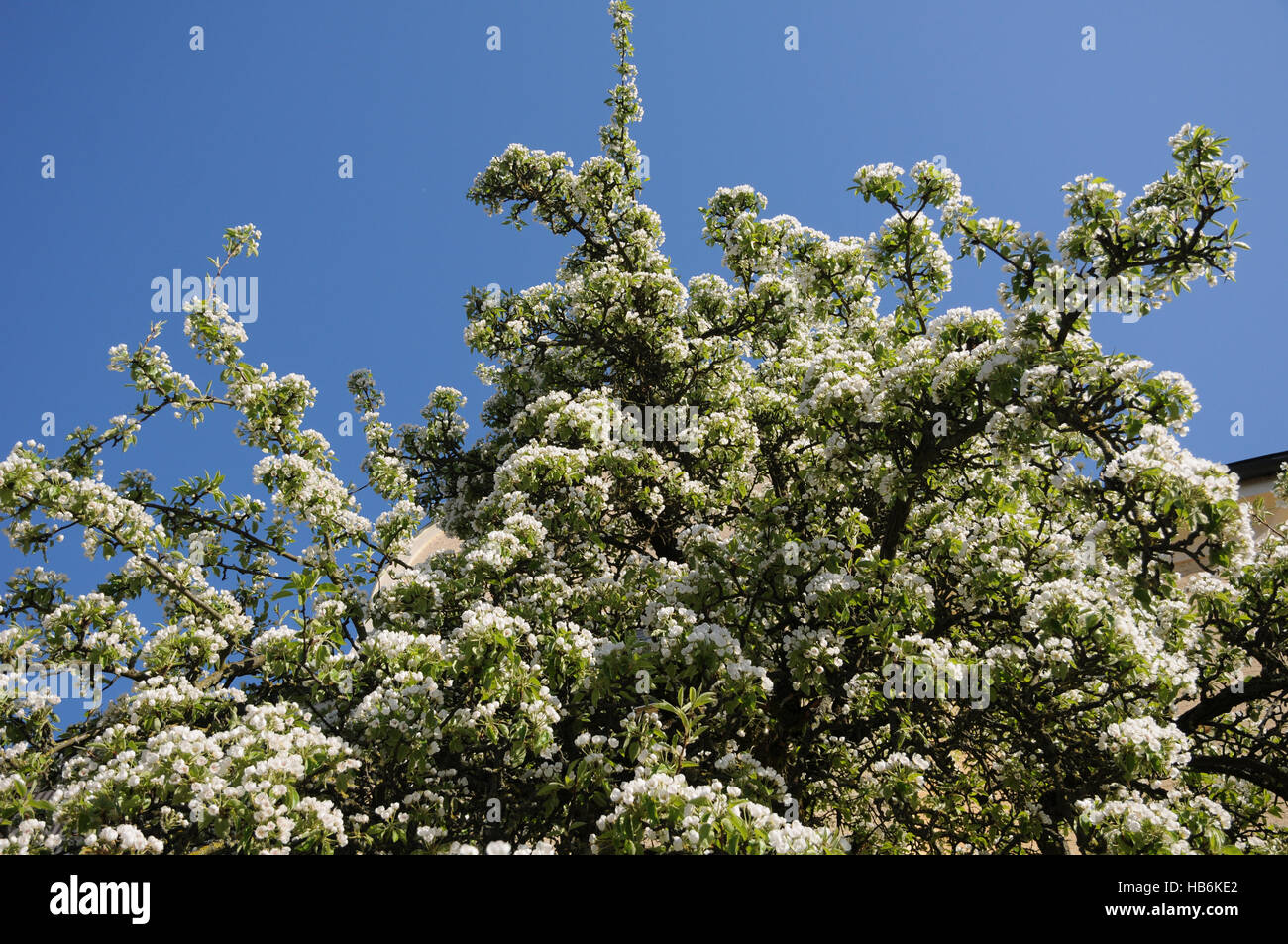 Pyrus communis, Pear tree Stock Photo - Alamy