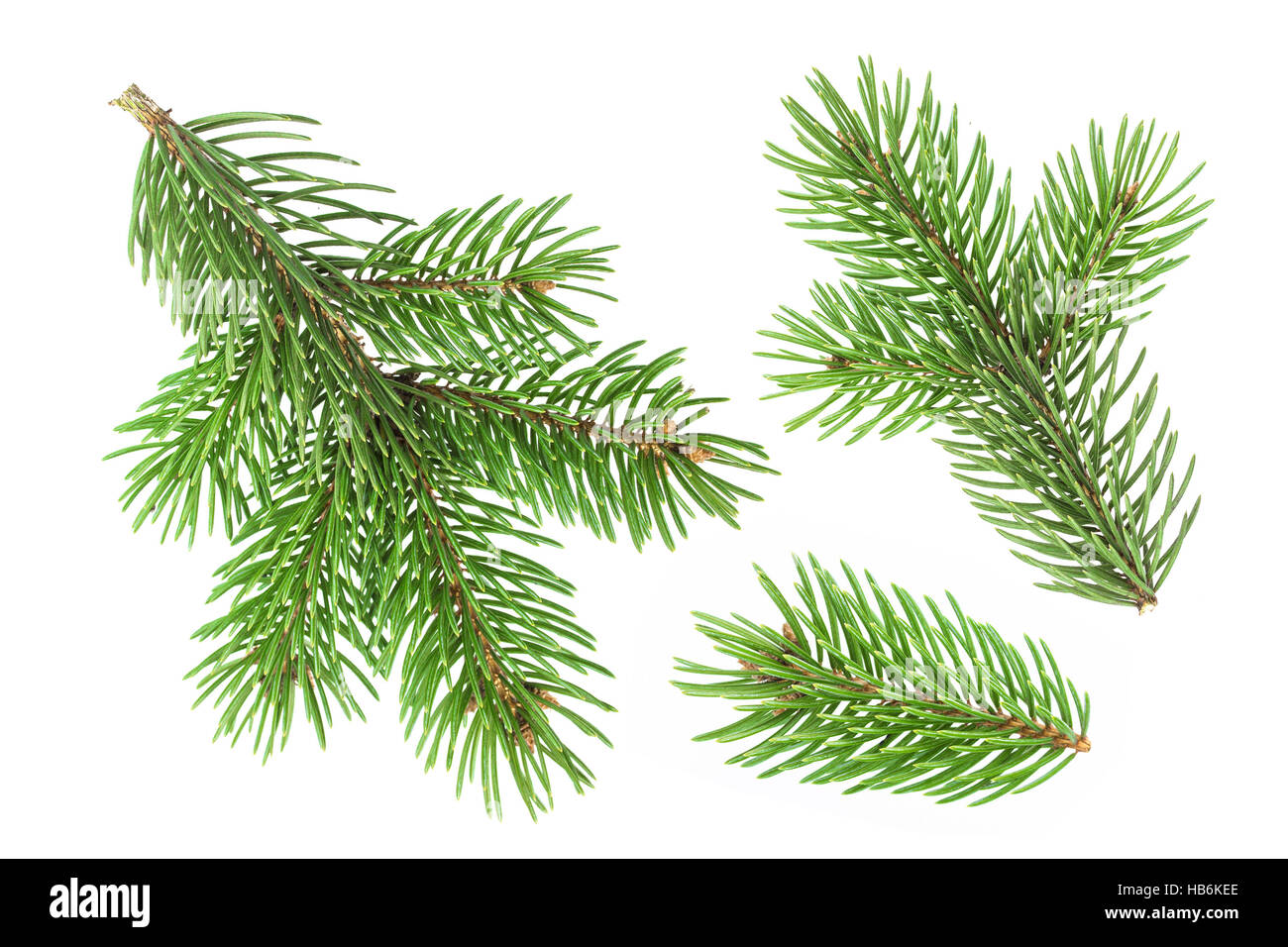 Fir tree branch isolated on white background Stock Photo - Alamy