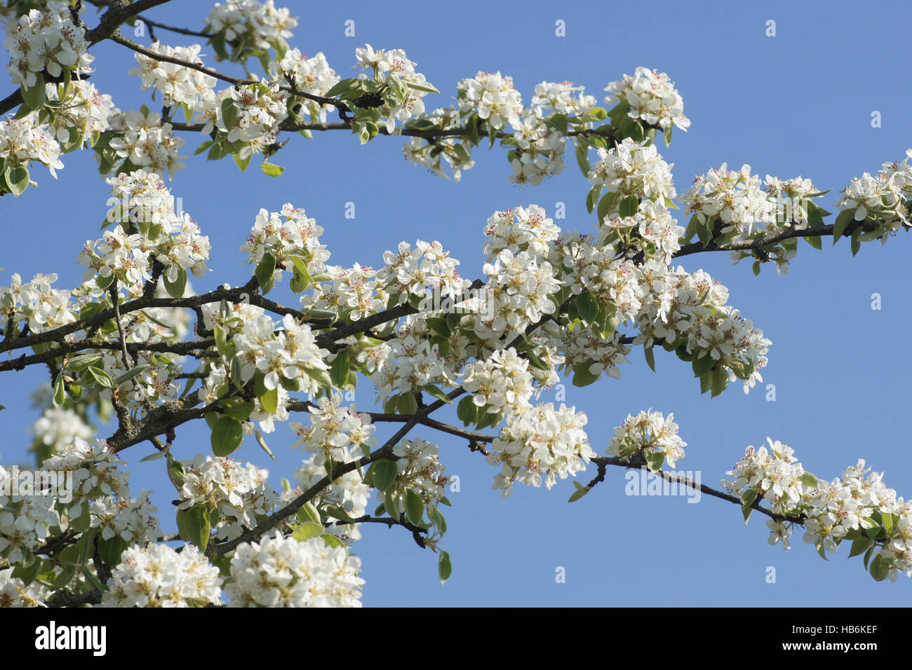 Pyrus communis, Pear tree Stock Photo - Alamy