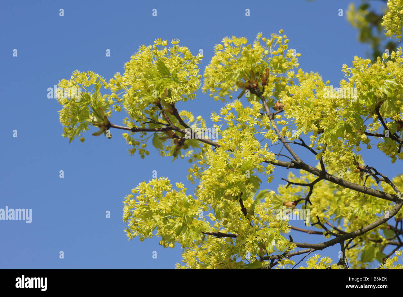 Norway Maple Seed High Resolution Stock Photography and Images - Alamy