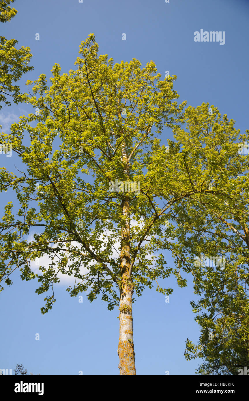 Balsam poplar trees hi-res stock photography and images - Alamy