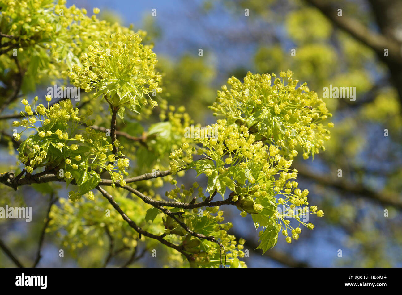Norway Maple Seed High Resolution Stock Photography and Images - Alamy