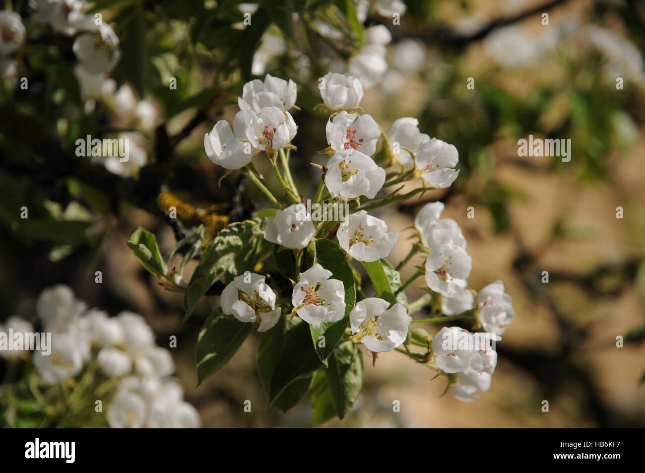 Pyrus communis, Pear tree Stock Photo - Alamy