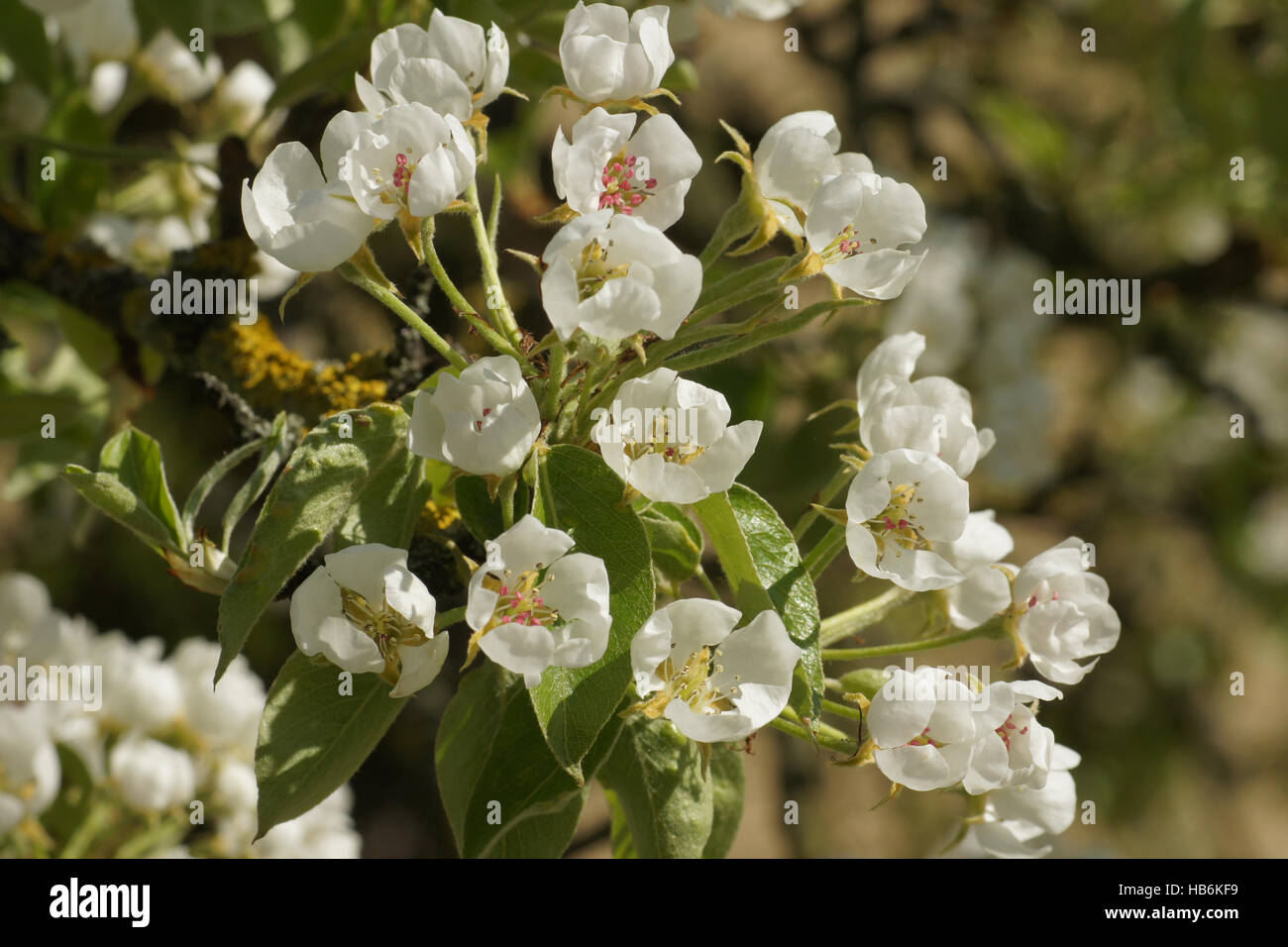 Pyrus communis, Pear tree Stock Photo - Alamy
