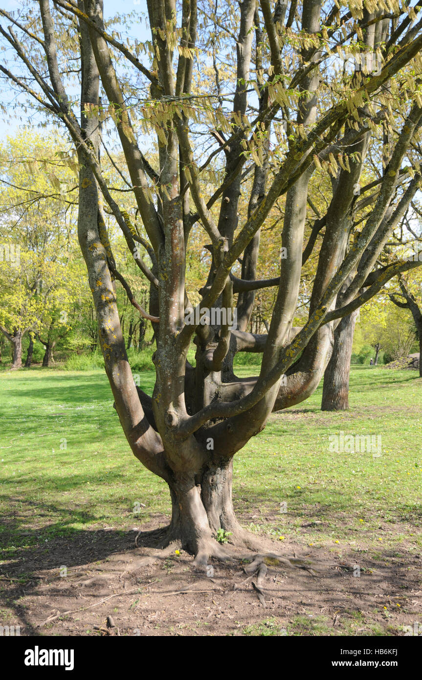 Carpinus betulus fruit hi-res stock photography and images - Alamy
