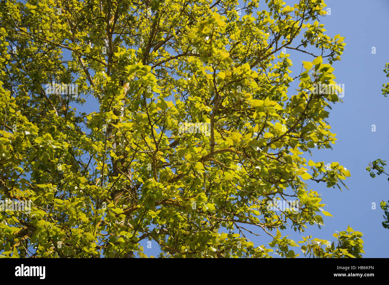 Populus balsamifera hi-res stock photography and images - Alamy