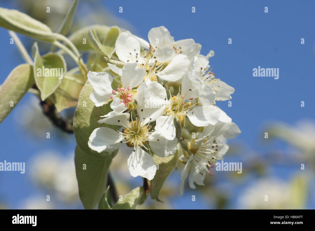 Pyrus communis, Pear tree Stock Photo - Alamy