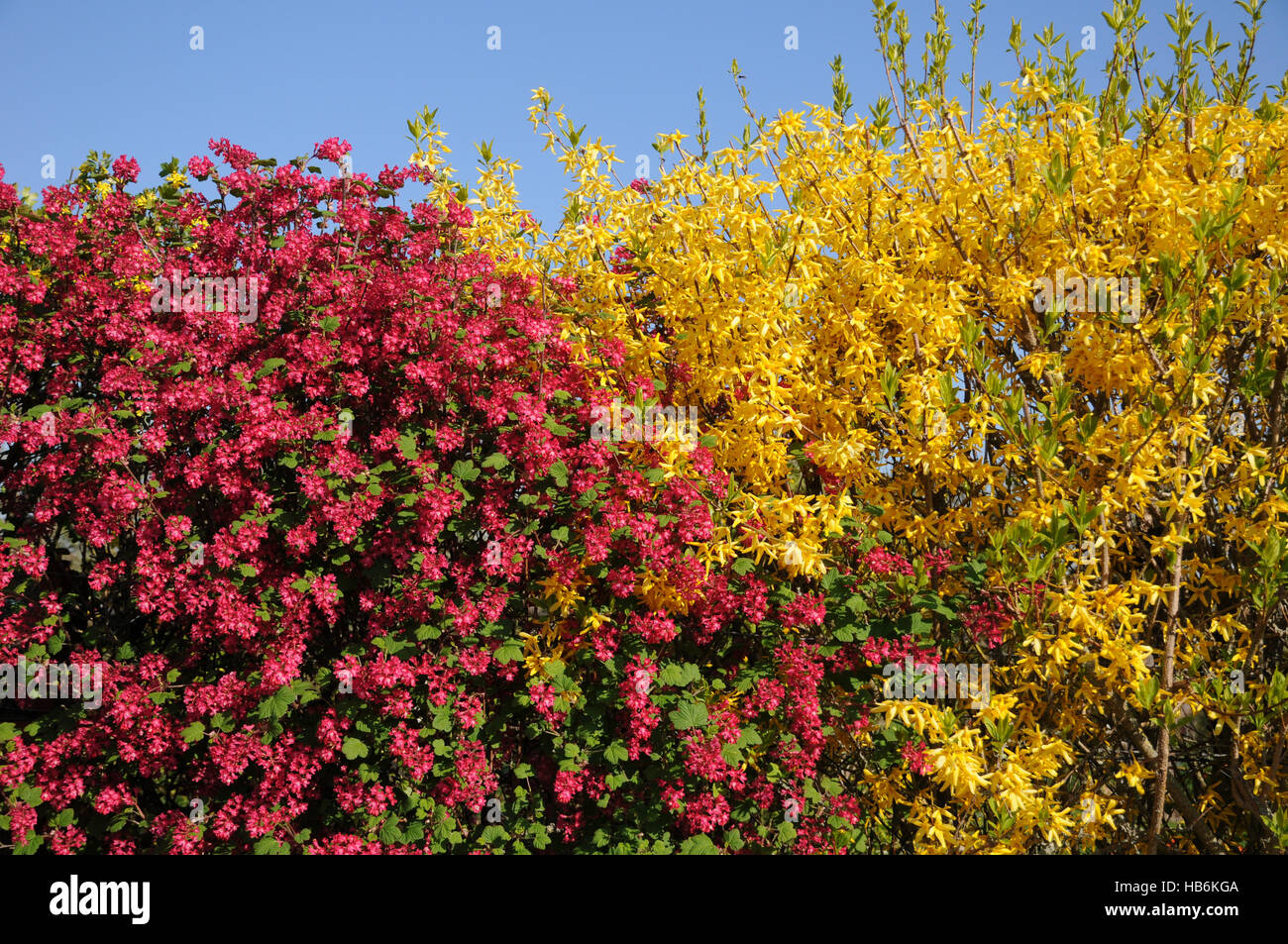 Ribes sanguineum, Flowering currant, Forsythia Stock Photo - Alamy