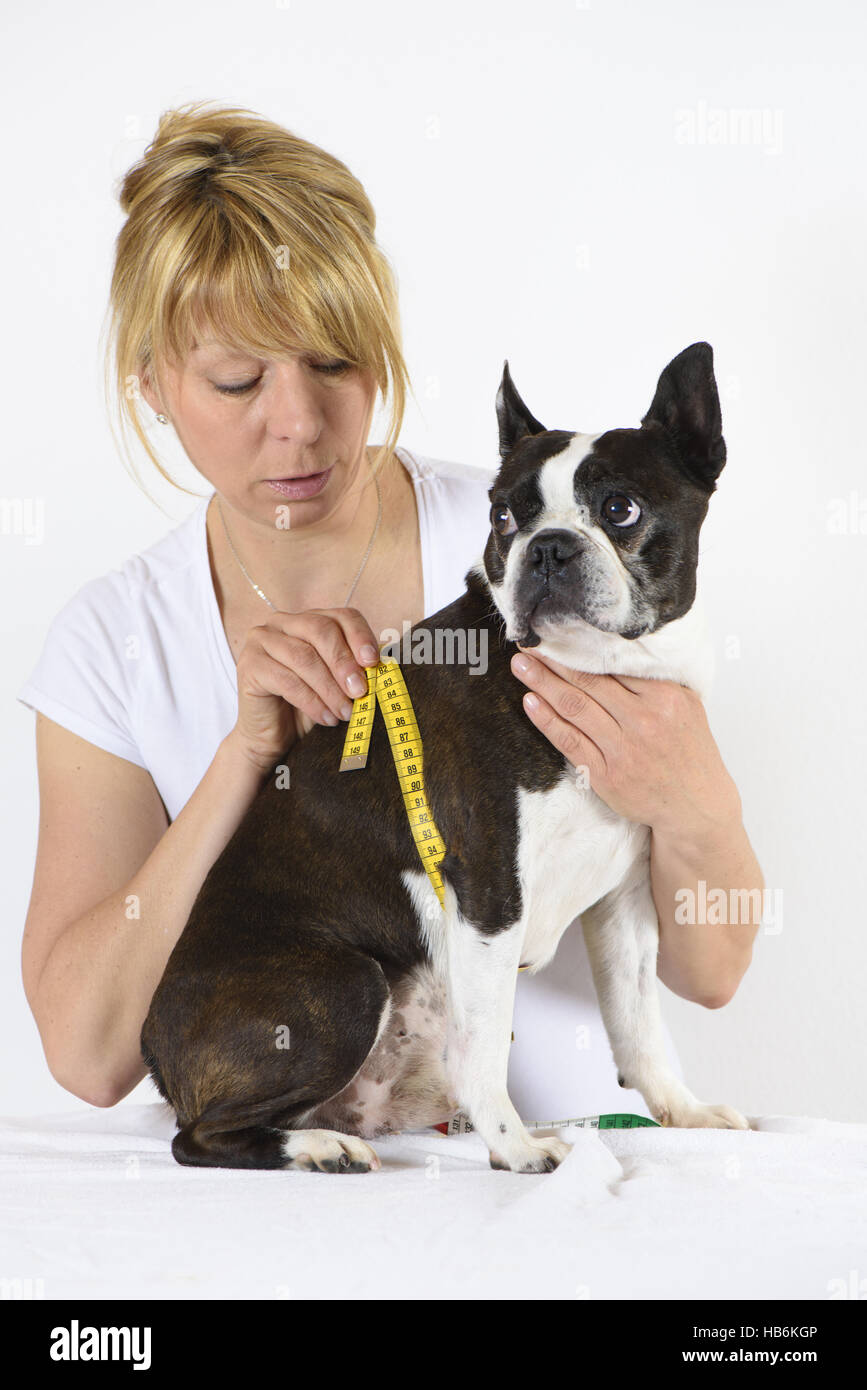 Dog medical examination hi-res stock photography and images - Alamy