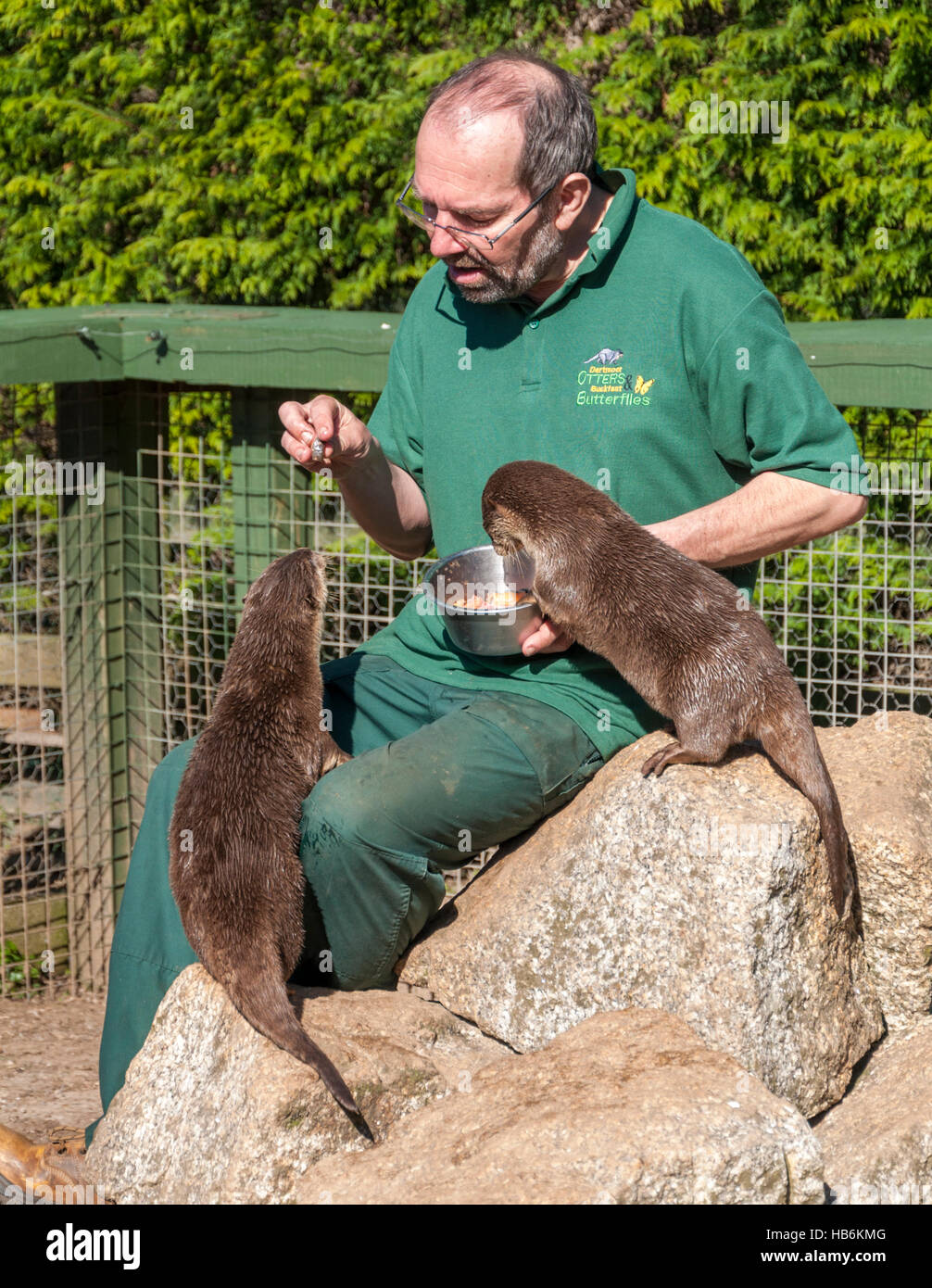 Feeding otter by hand hi-res stock photography and images - Alamy
