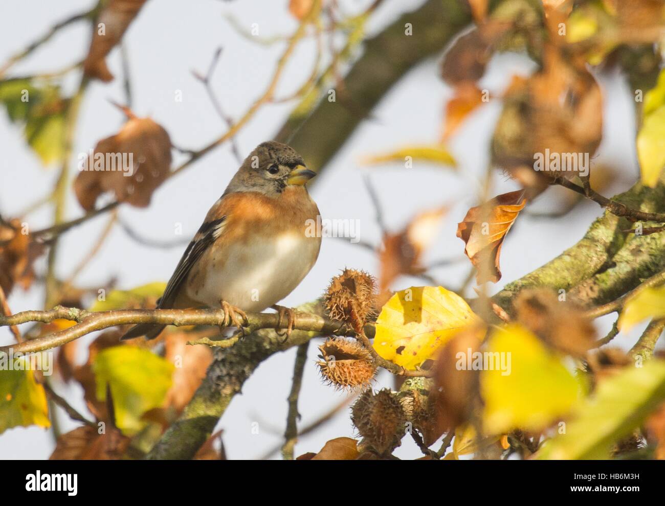 Behemmer hi-res stock photography and images - Alamy
