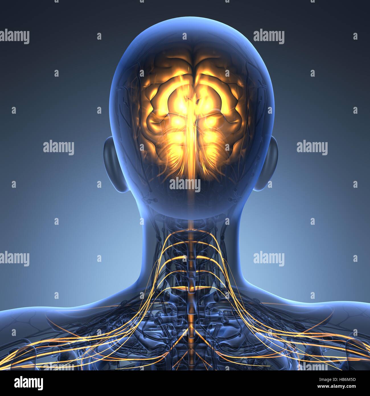 science anatomy of human brain in x-ray Stock Photo - Alamy