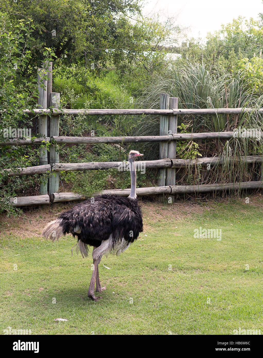 Ostrich with head in sand hi-res stock photography and images - Alamy