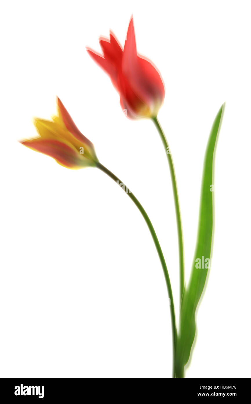 Multiple tulips hi-res stock photography and images - Alamy