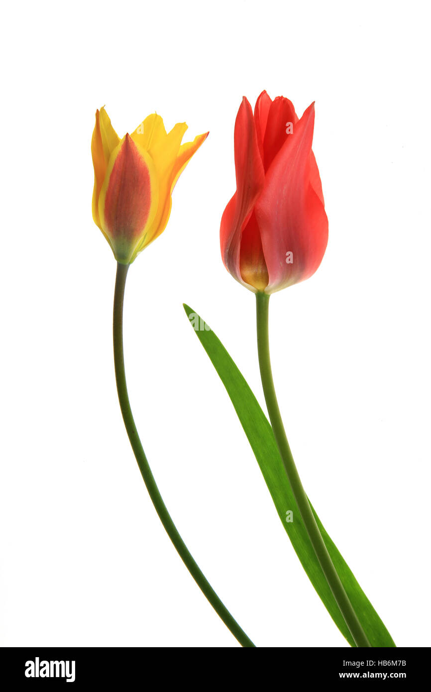 Two tulpen hi-res stock photography and images - Alamy