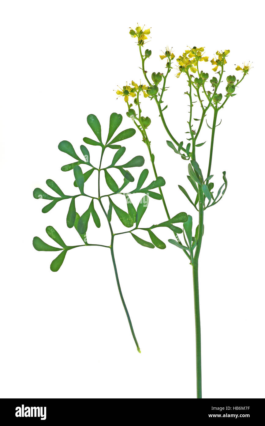 Common rue (Ruta graveolens Stock Photo - Alamy