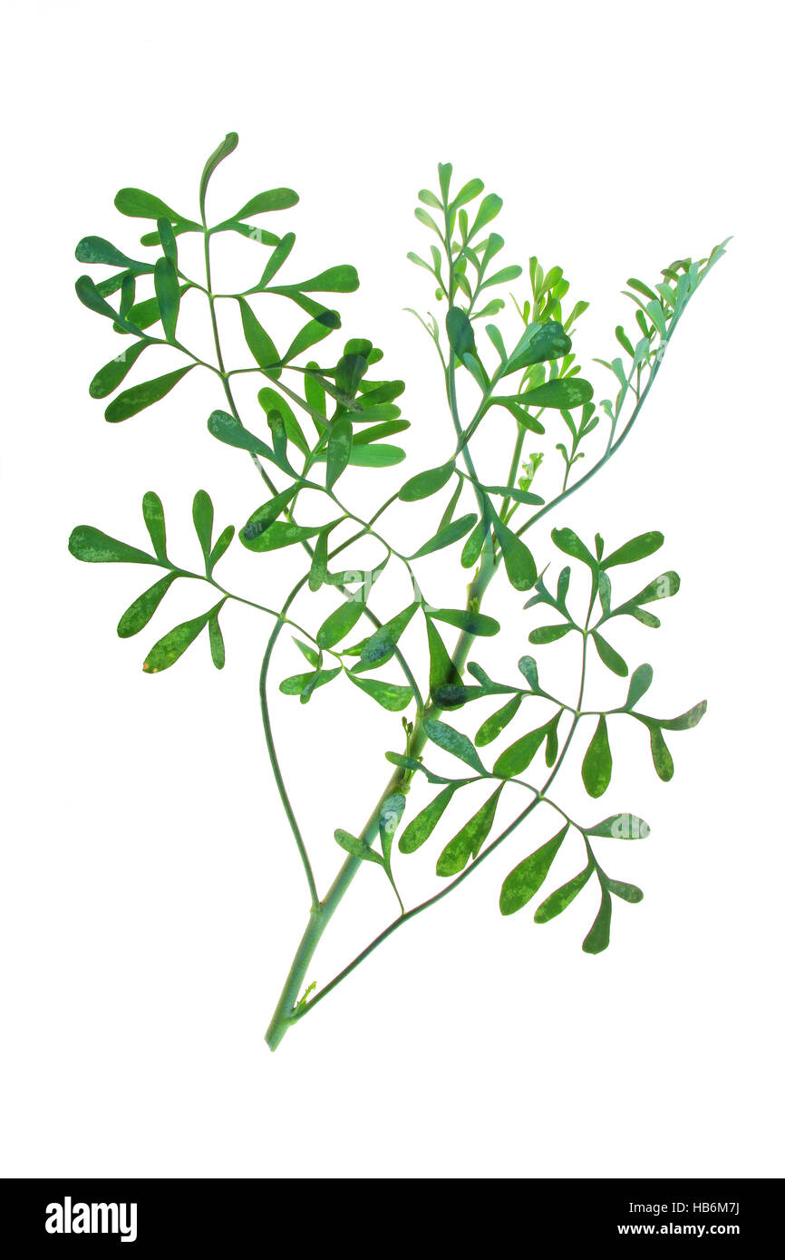 Common rue (Ruta graveolens Stock Photo - Alamy