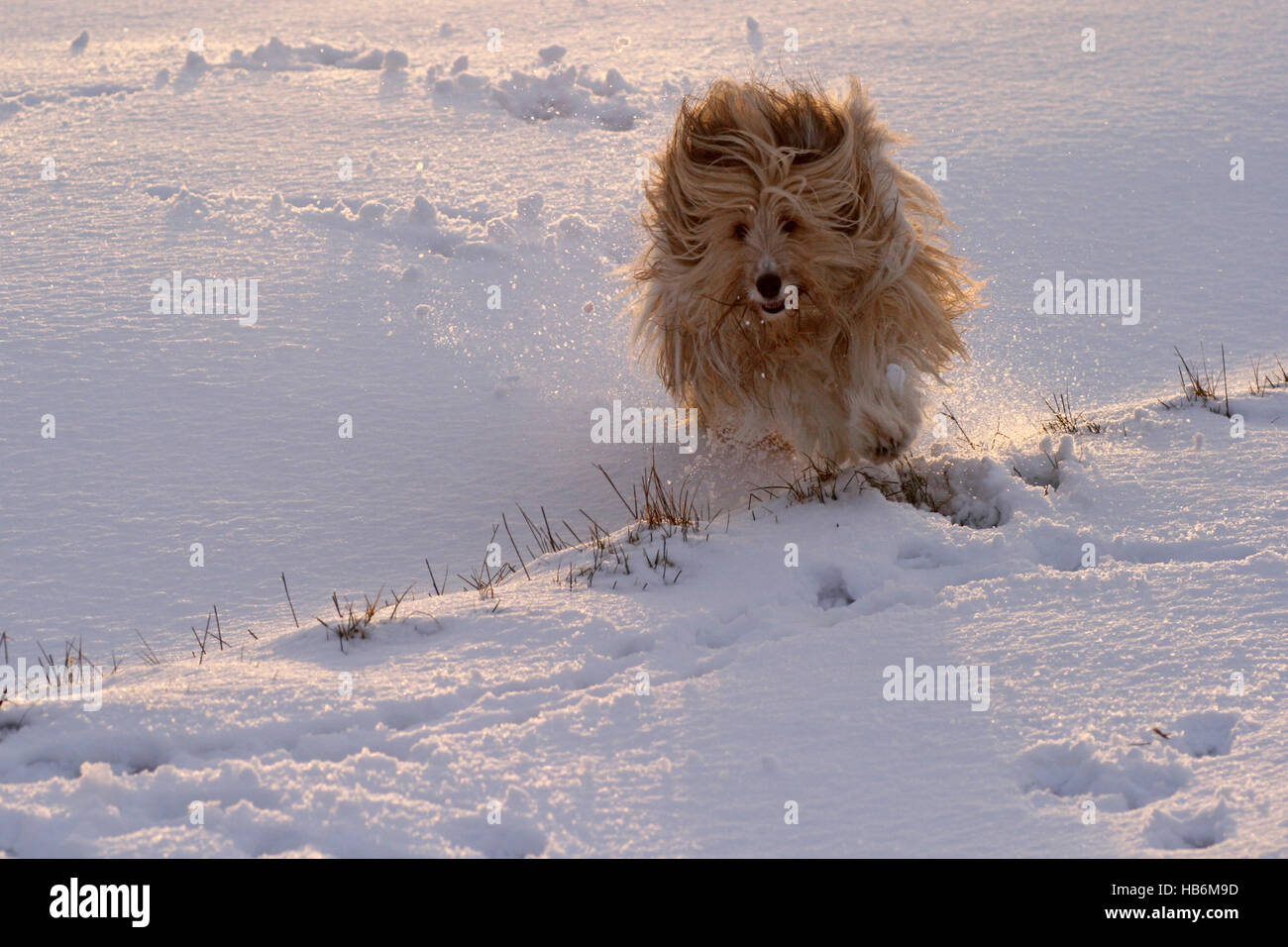 Running dog hi-res stock photography and images - Alamy