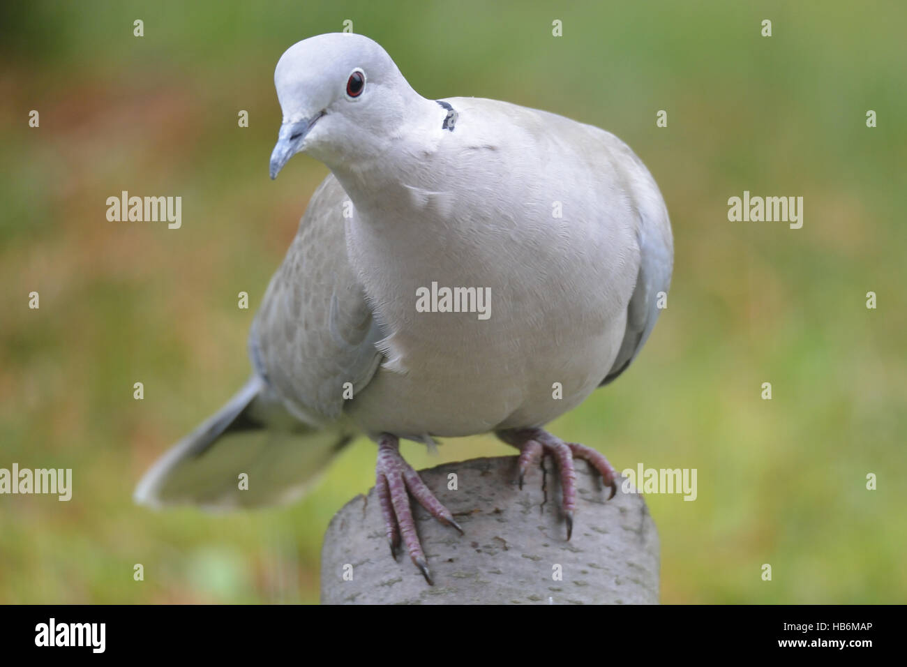 Dove bird birds songbirds hi-res stock photography and images - Alamy