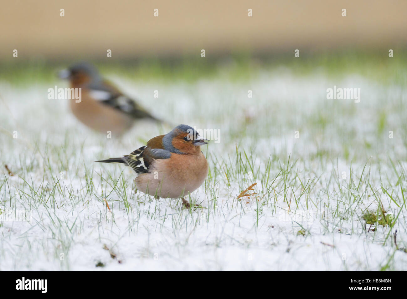 Chaffinch watching hi-res stock photography and images - Alamy