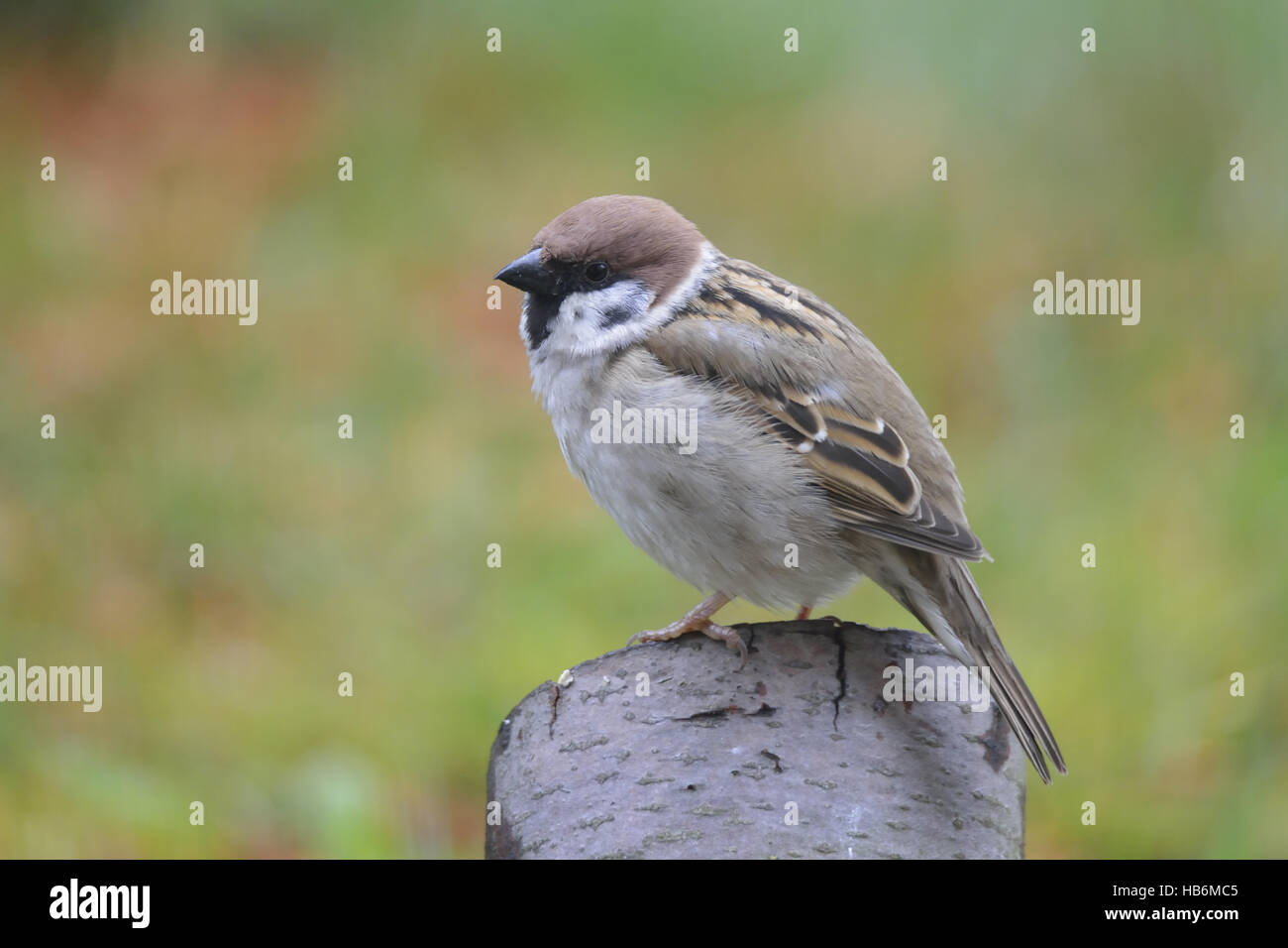 Eurasian Tree Sparrow Stock Photo - Alamy