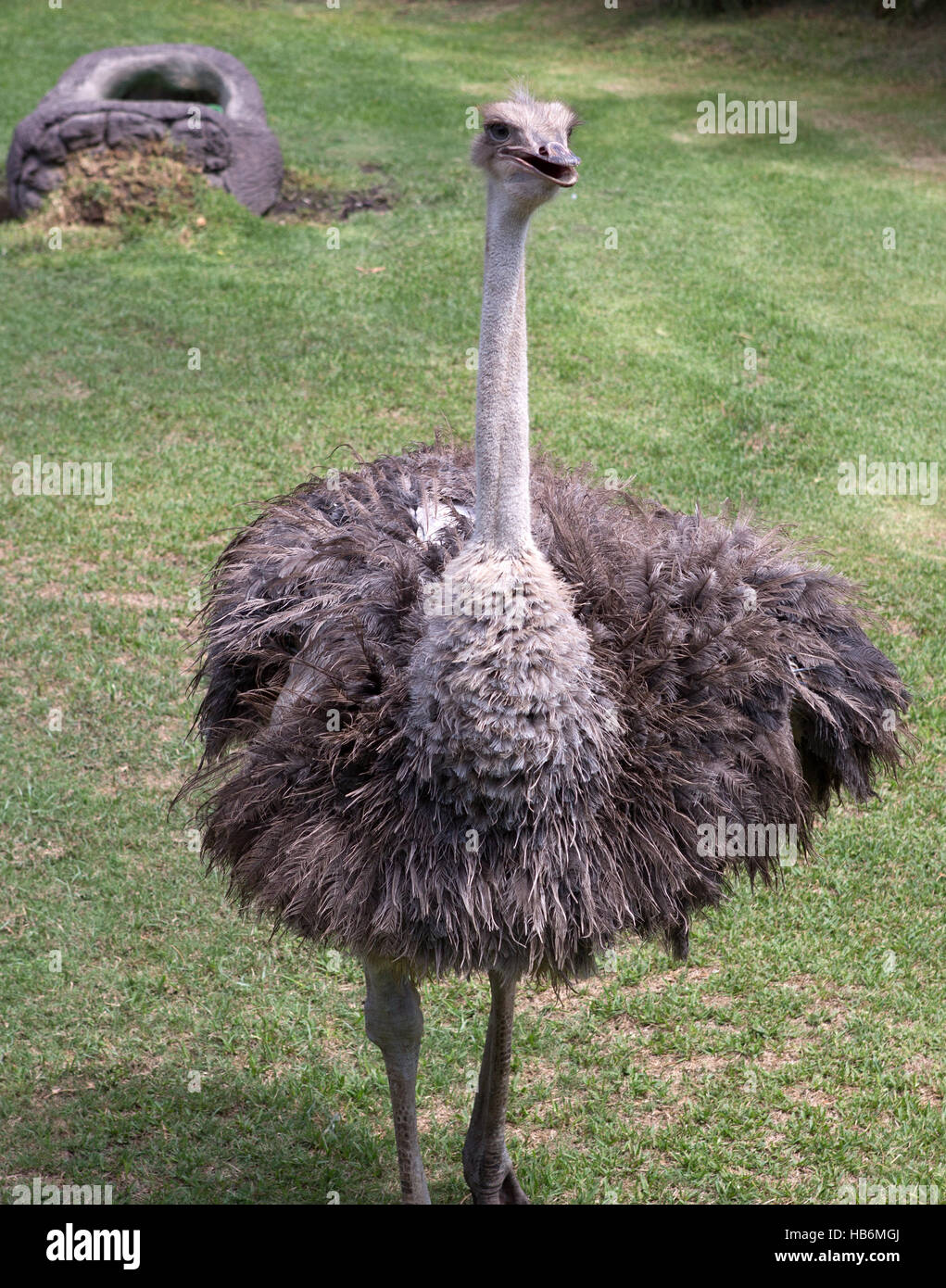 Ostrich head in sand ostrich hi-res stock photography and images - Alamy