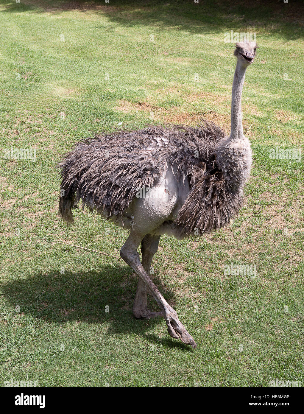 Ostrich head in the sand hi-res stock photography and images - Alamy