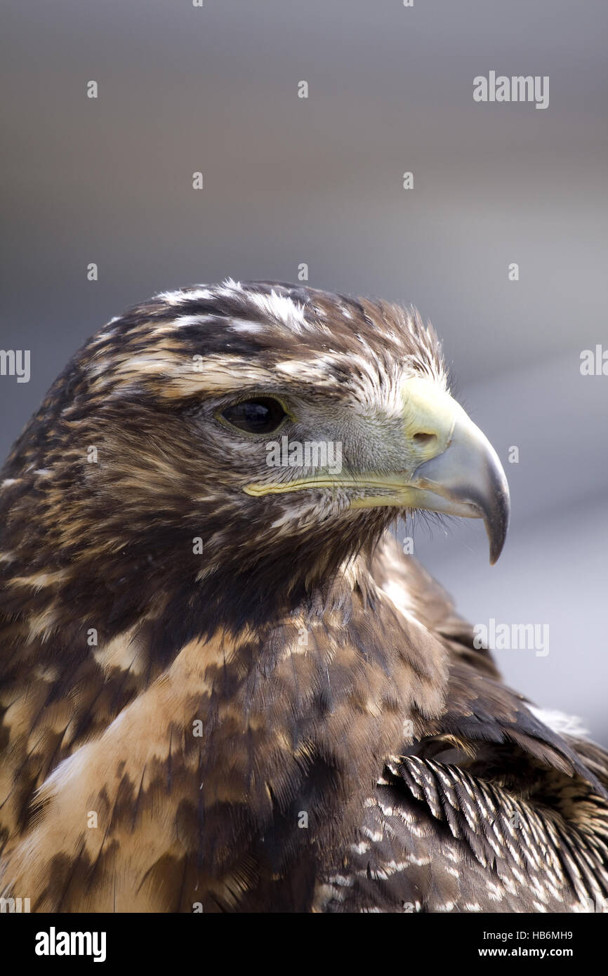 Gray eagle hi-res stock photography and images - Alamy