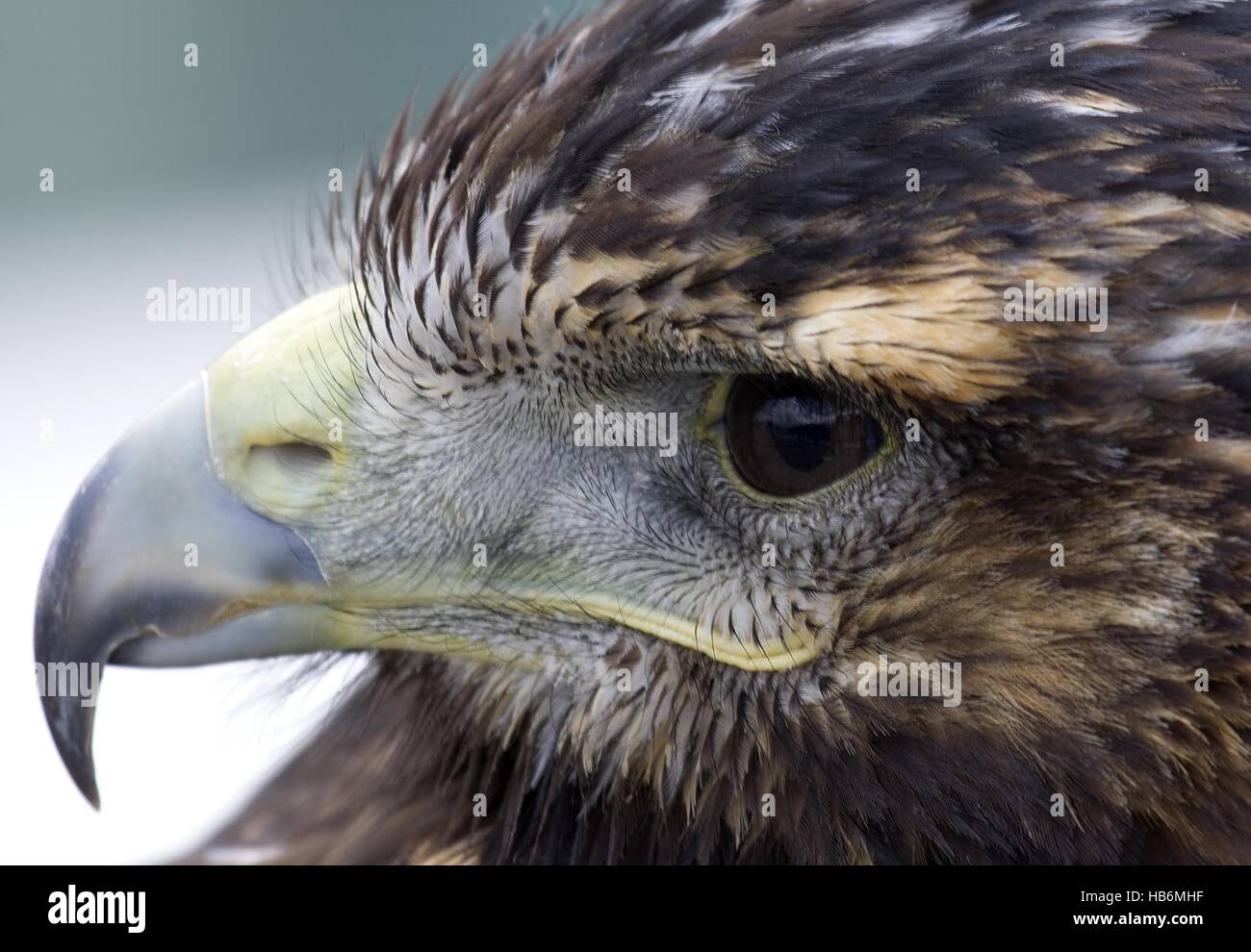 Gray eagle hi-res stock photography and images - Alamy
