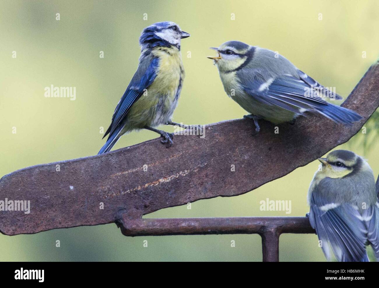 European Blue Tit Stock Photo - Alamy