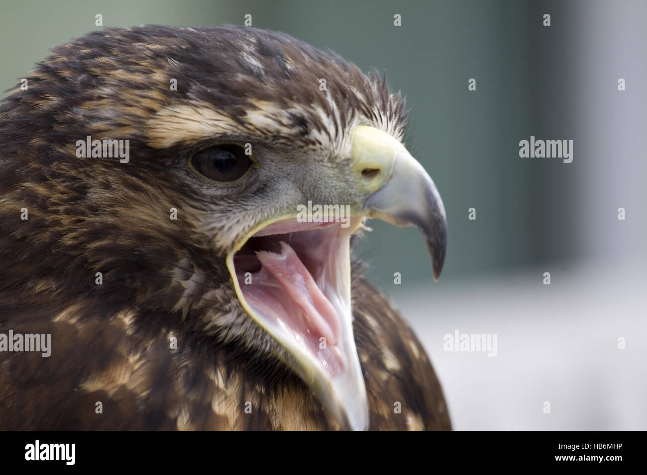 Gray eagle hi-res stock photography and images - Alamy