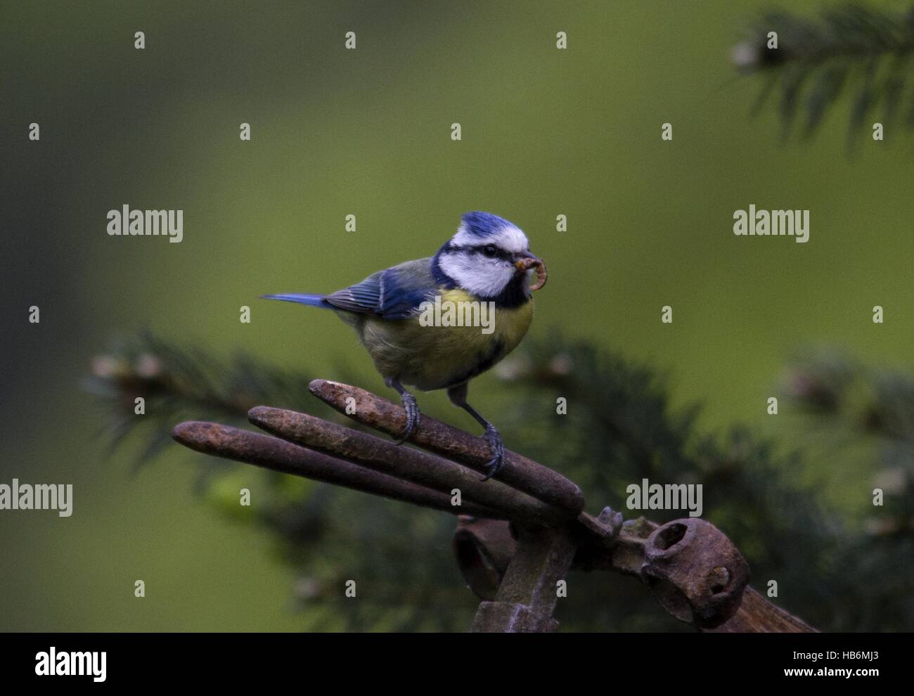 European Blue Tit Stock Photo - Alamy