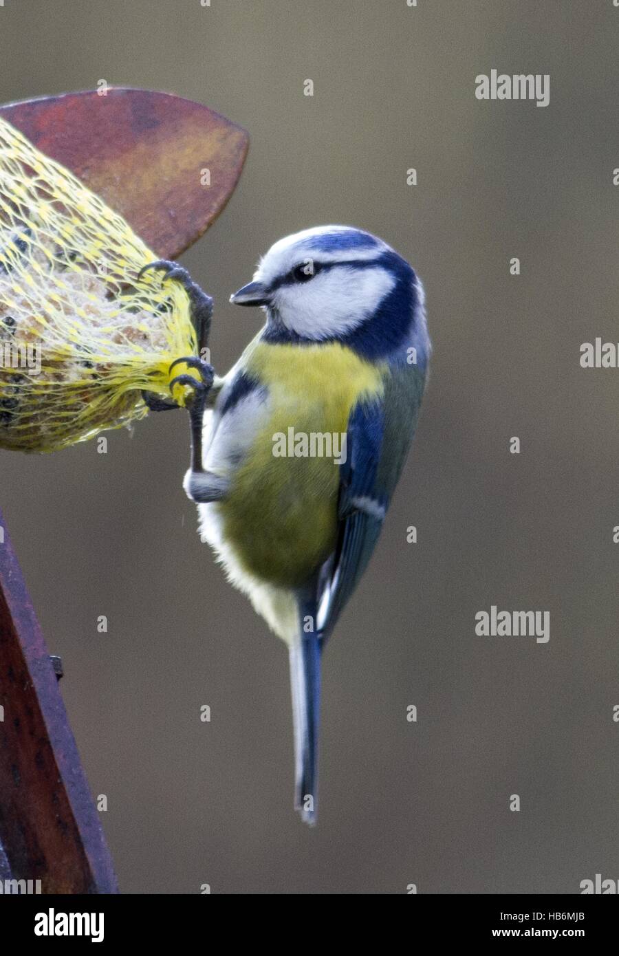 European Blue Tit Stock Photo - Alamy