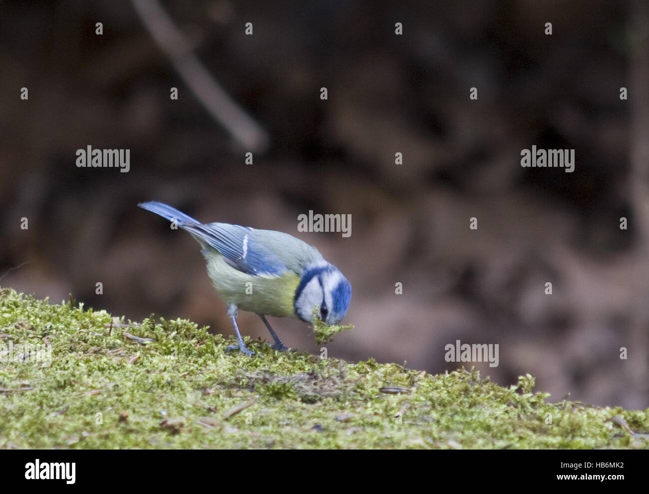 European Blue Tit Stock Photo - Alamy